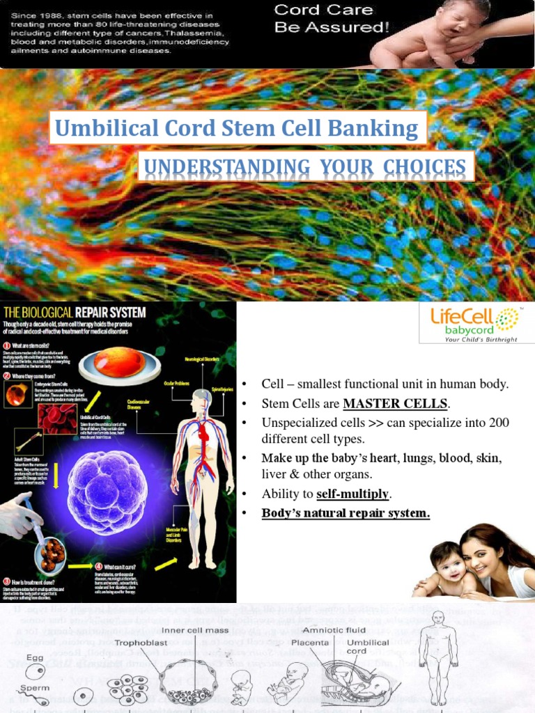 Lifecell Umbilical Cord Stem Cell Banking | PDF | Hematopoietic Stem ...