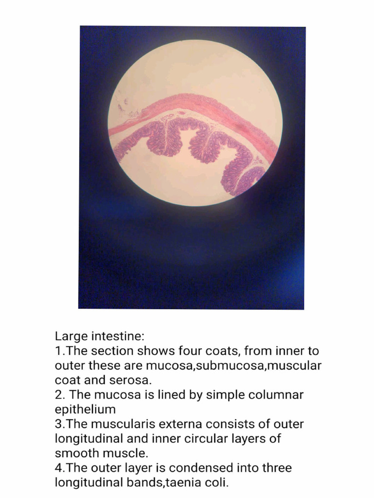 Histology Slides | PDF