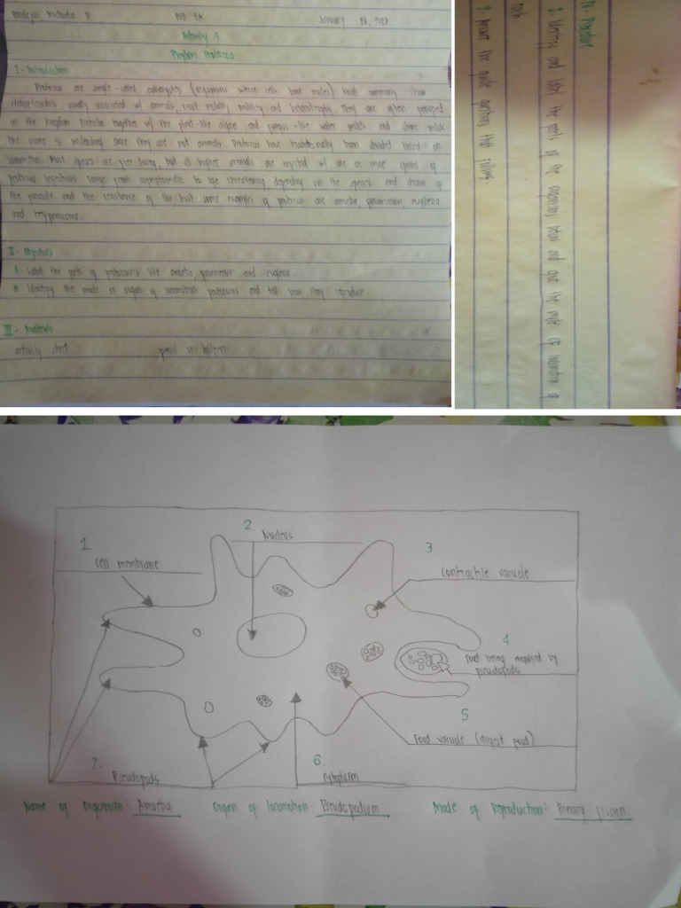 Activity 3 - Phylum Protozoa | PDF