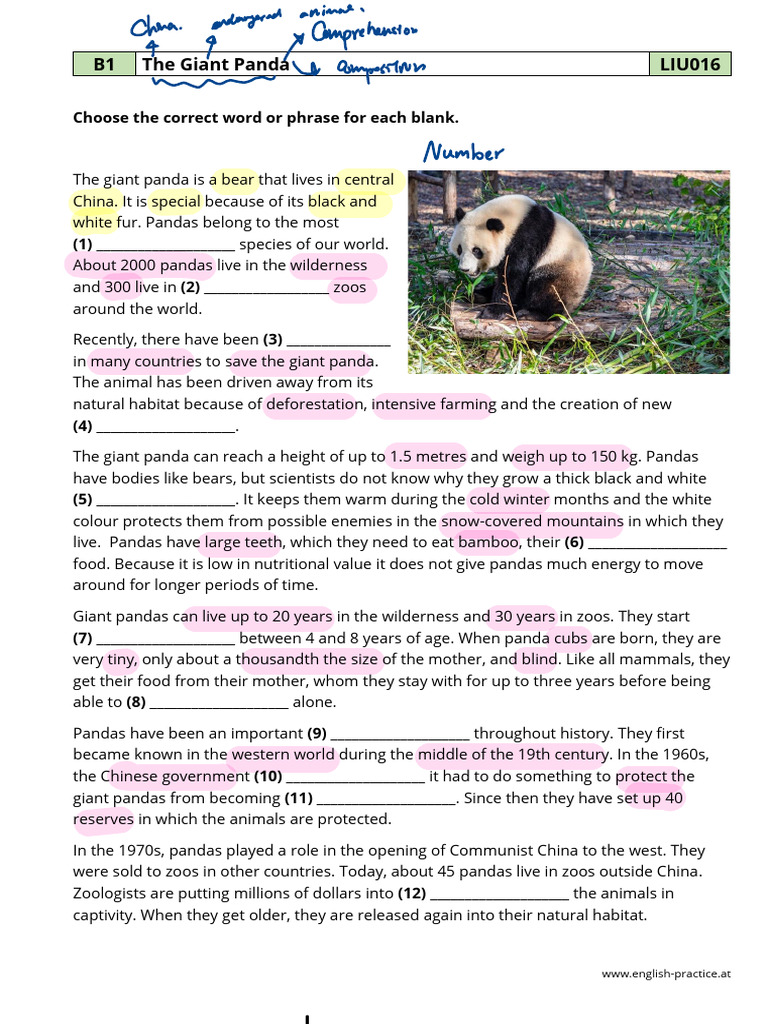 Composition: B1 The Giant Panda LIU016 | PDF | Giant Panda | Mammals