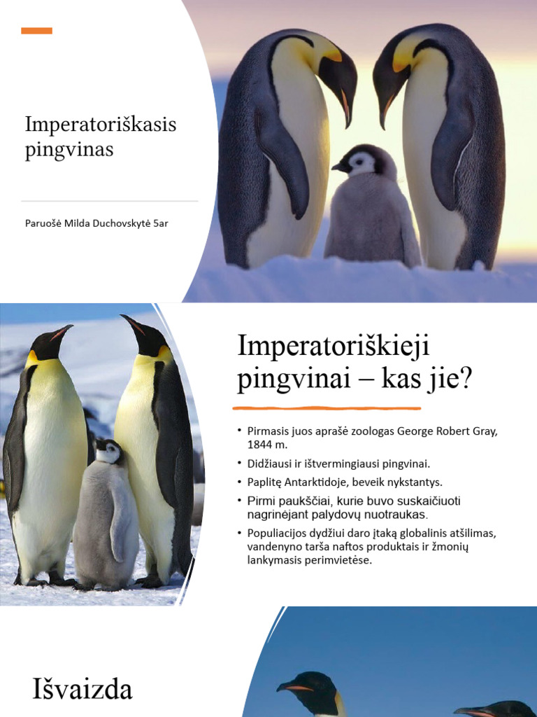 Imperatoriškasis Pingvinas | PDF