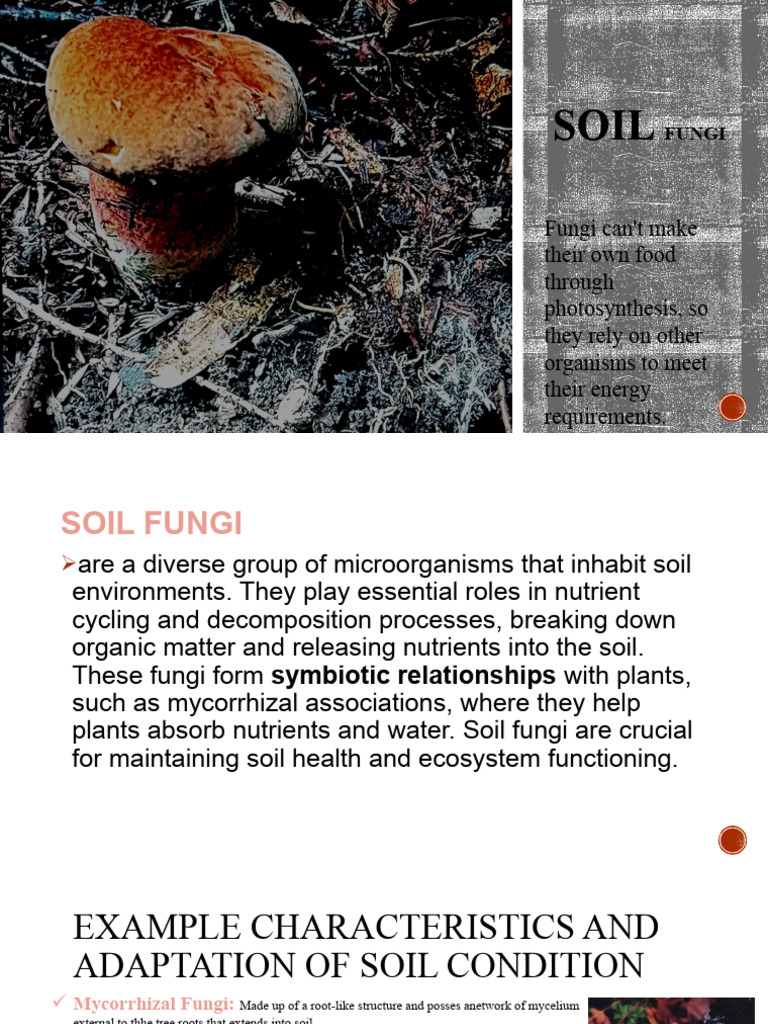 Soil Fungi | PDF | Fungus | Soil
