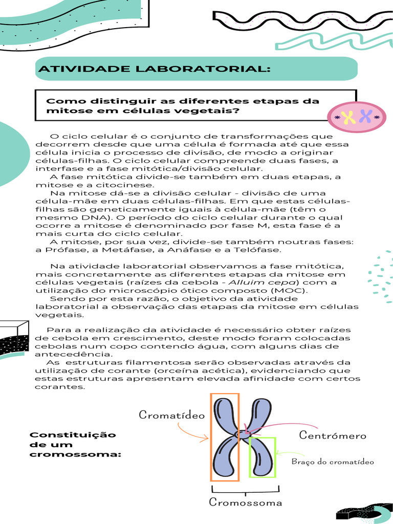 Atividade Laboratorial Mitose | PDF | Mitose | Biologia Celular