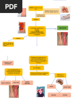 Cellulitis Pathophysiology | PDF | Inflammation | Medical Specialties