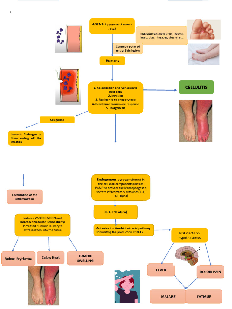 Cellulitis (Pathophysio) | PDF | Inflammation | Medical Specialties