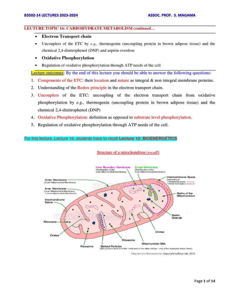 2023 2024 b3502 Lecture 16 Carbohydrate+Metabolism+Cont Electron+Transport+Chain+and+Oxidative ...