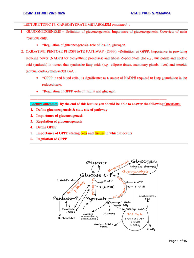 2023-2024-B3502-Lecture 17-Carbohydrate Metabolism-Gluconeogenesis and ...