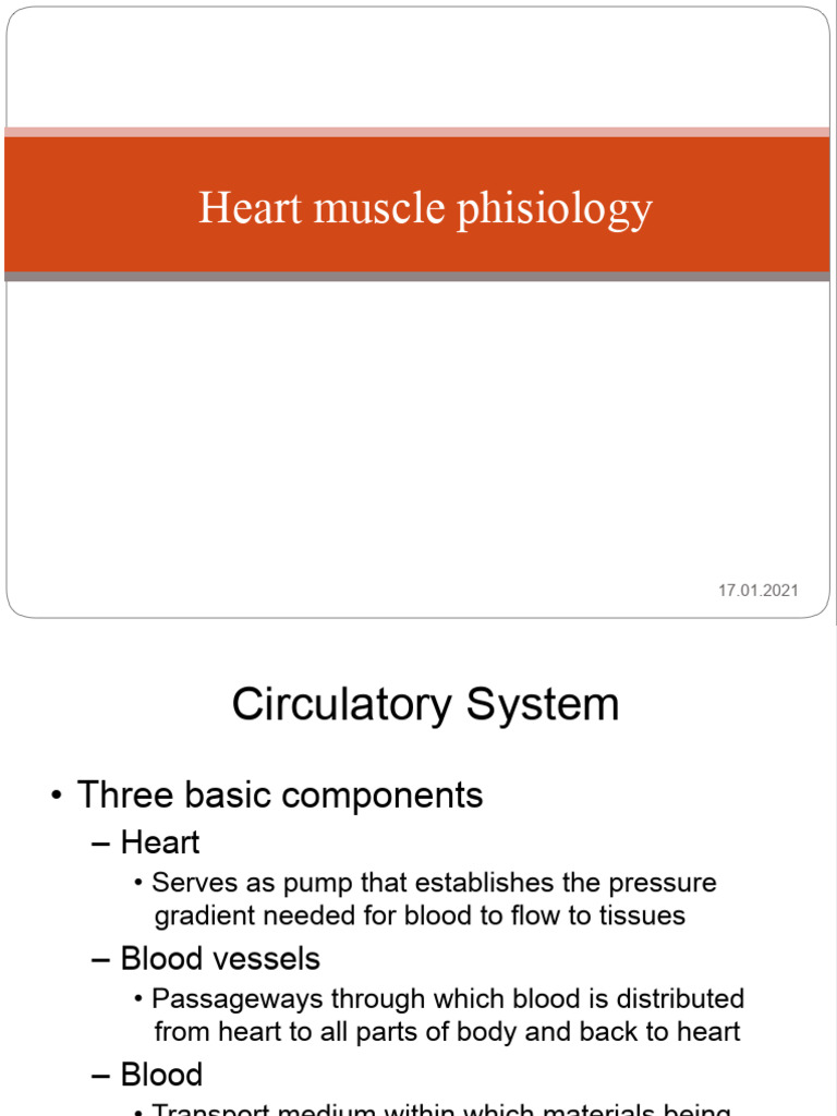 CV ED Sem 2 2020 2021 | PDF | Cardiac Muscle | Heart