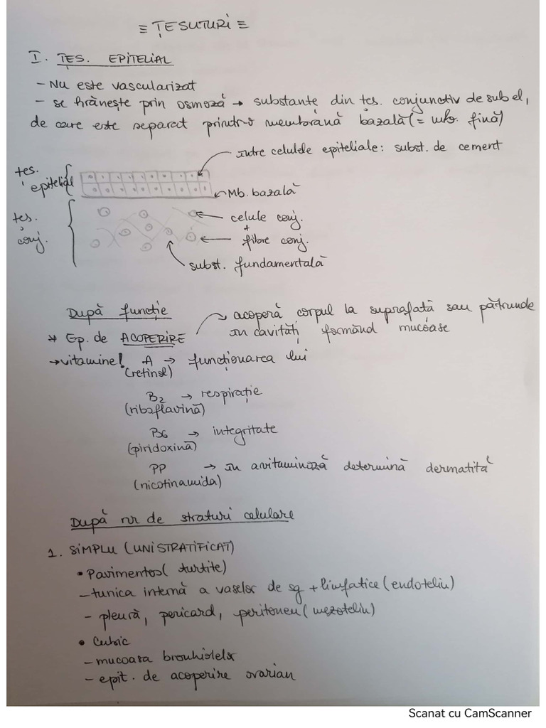 Toate Tesuturile Corint | PDF