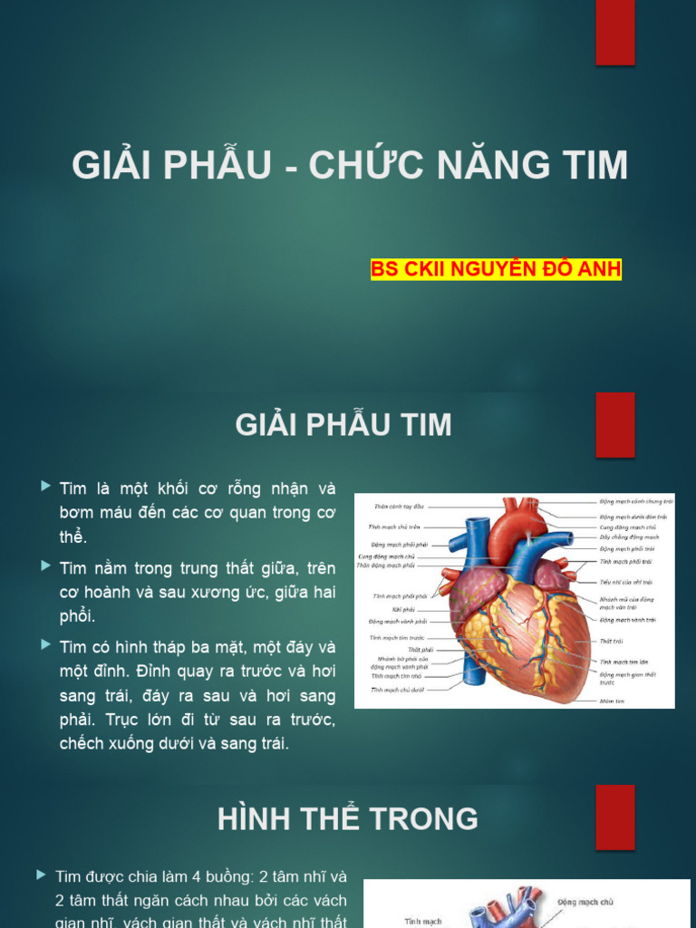 GIẢI PHẪU CHỨC NĂNG TIM | PDF