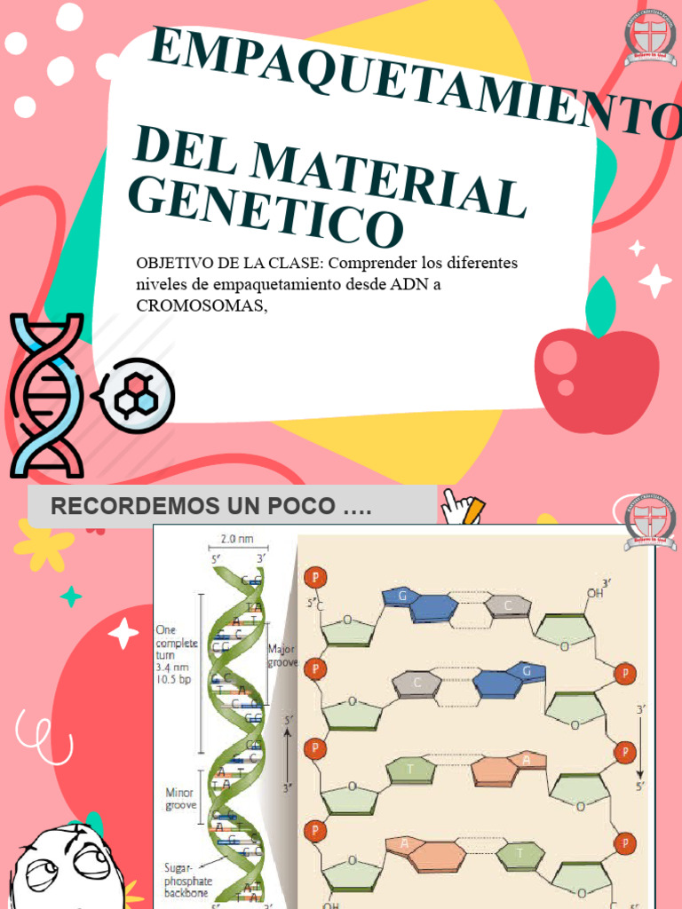 2 Empaquetamiento Del Adn | PDF | Adn | Cromosoma