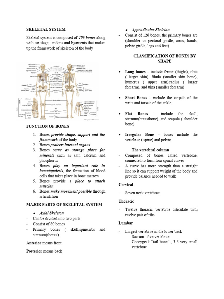 Skeletal System | Download Free PDF | Skeleton | Vertebral Column