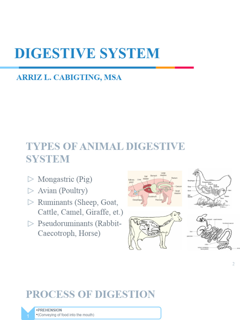 Digestive and Endocrine System | PDF | Digestion | Human Digestive System