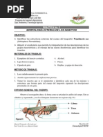 Anatomía y Morfología del Grillo | PDF | Insectos | Artrópodos