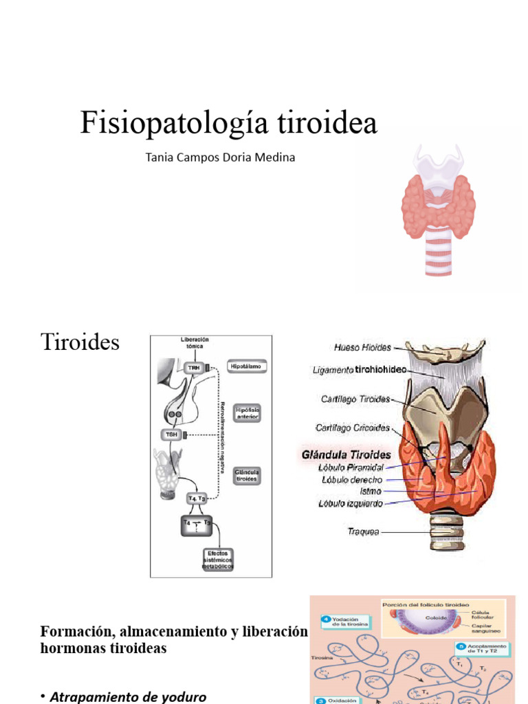 Fisiopatología Tiroidea | PDF | Tiroides | Hipotiroidismo