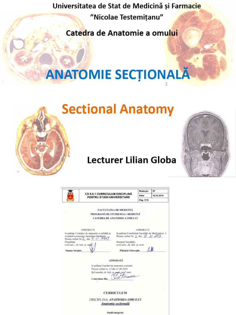 Anatomia Sectionala A SNC-78302 | PDF