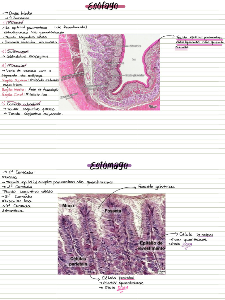 Lâminas Histologia Resumo - 231104 - 141813 | PDF