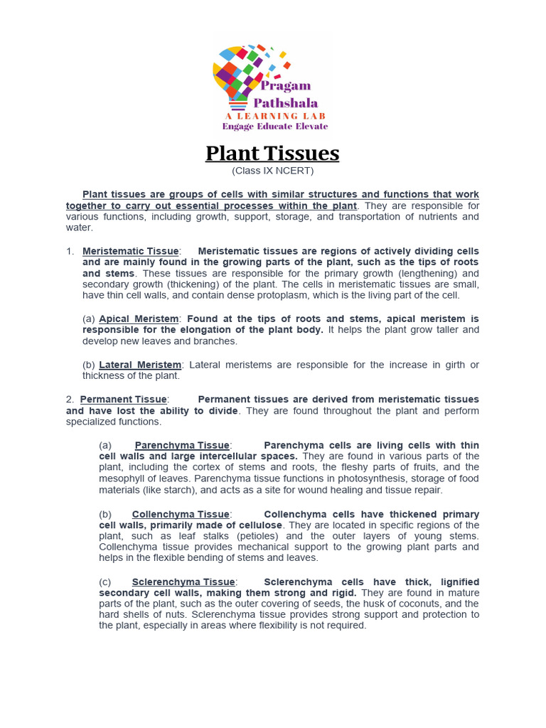 Plant Tissues Class 9th | PDF | Tissue (Biology) | Leaf