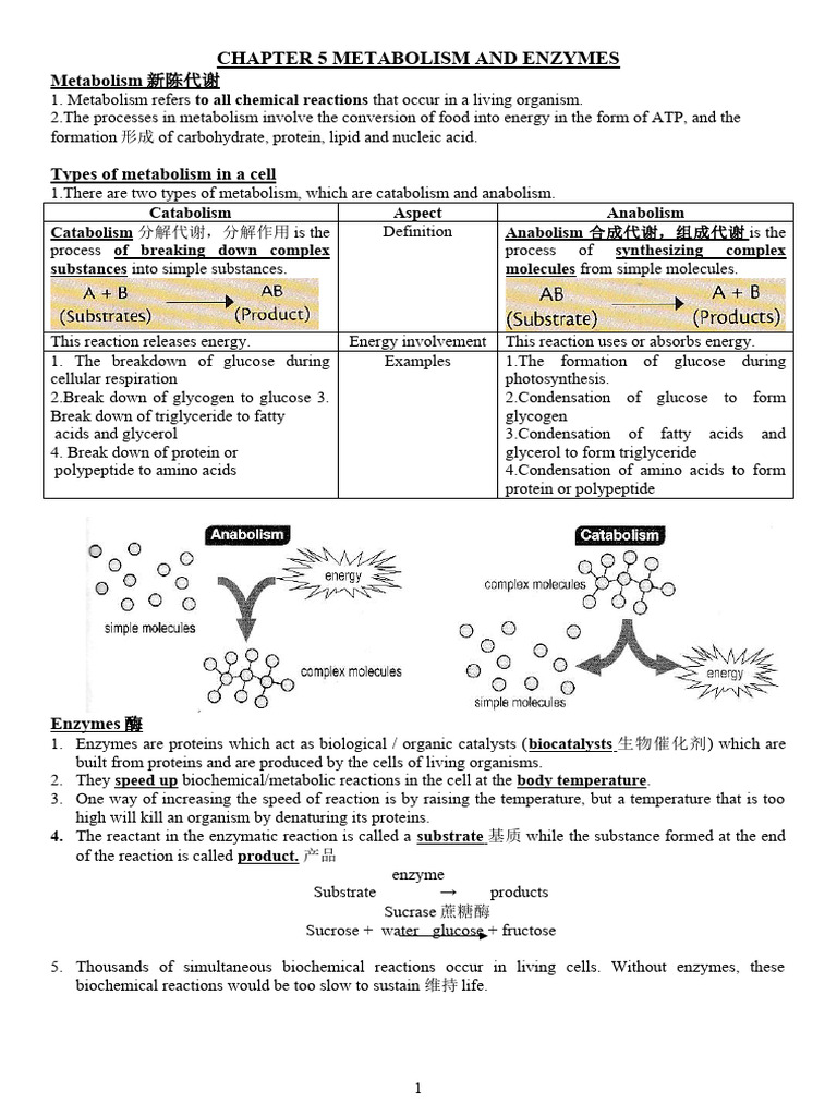 Chapter 5 Metabolism and Enzymes | Download Free PDF | Enzyme | Metabolism