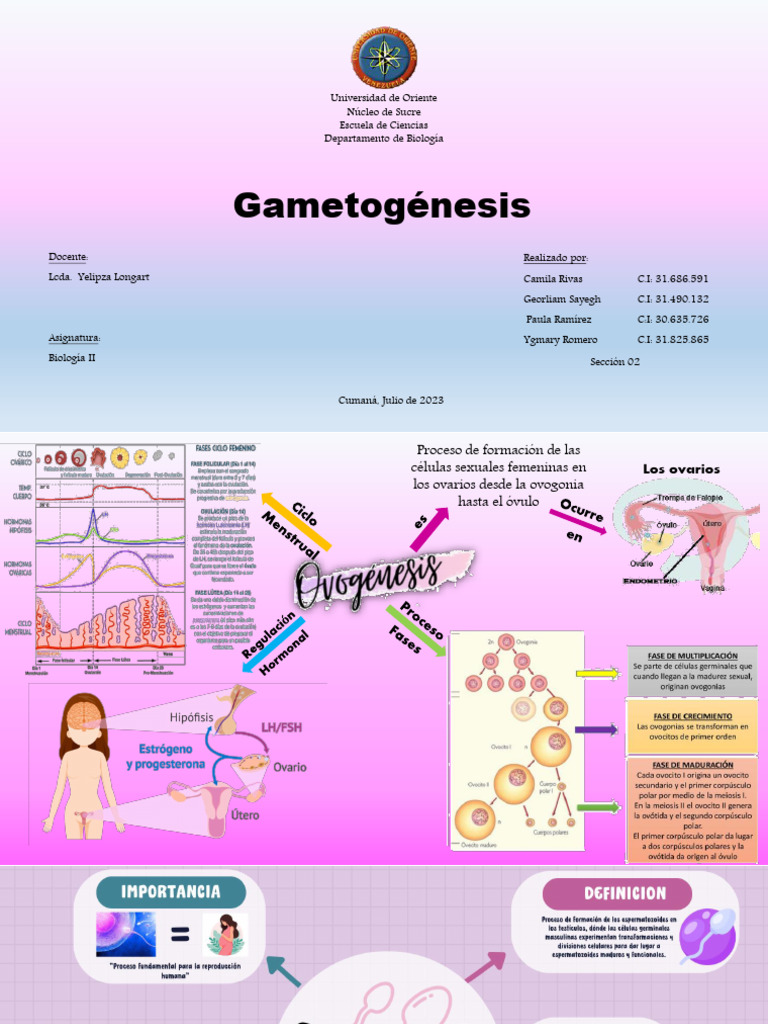 Gametogénesis (Ovogenesis y Espermatogenesis ) | PDF