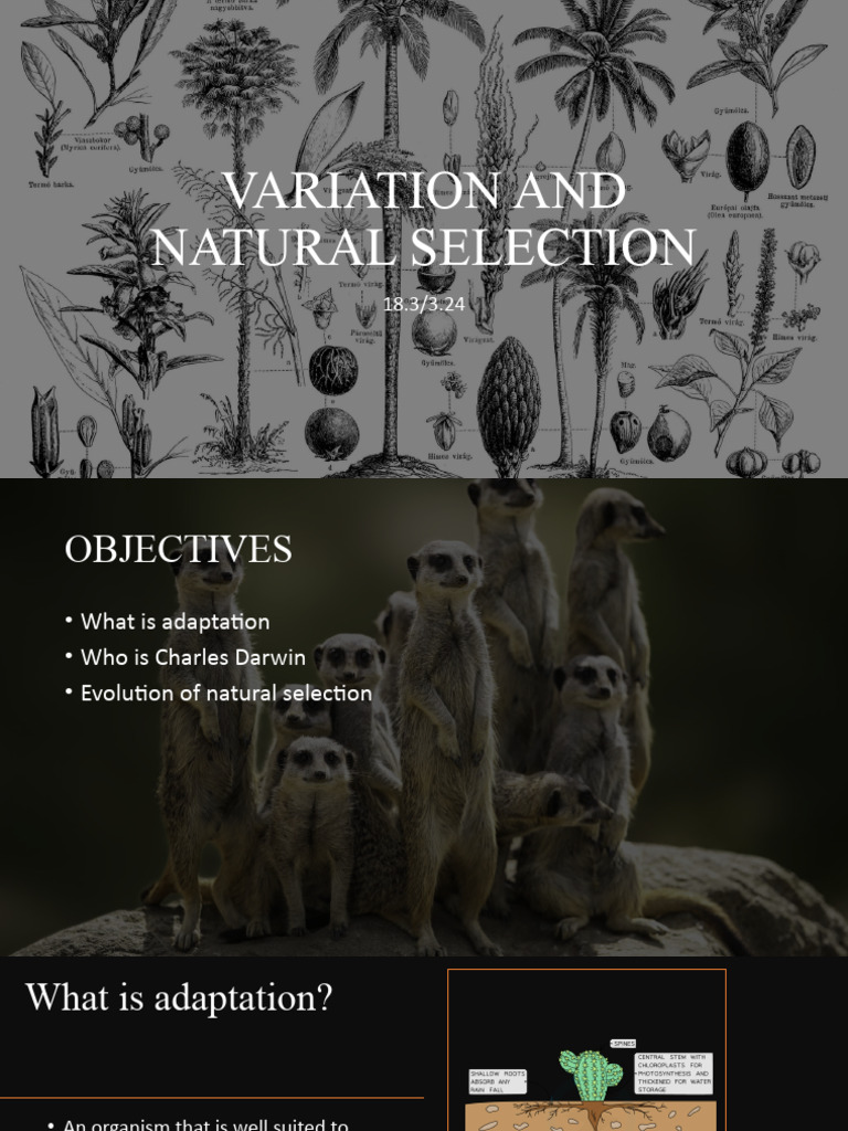 Introduction To Evolution and Adaptation (18.4, 3.24) | PDF