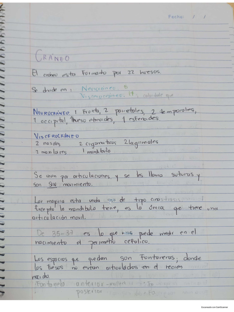 Anato 2 Parcial | PDF