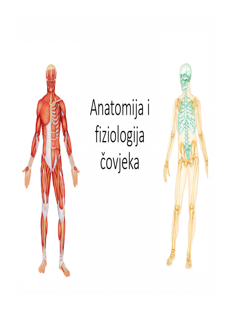 Anatomija Predavanje 1 | PDF