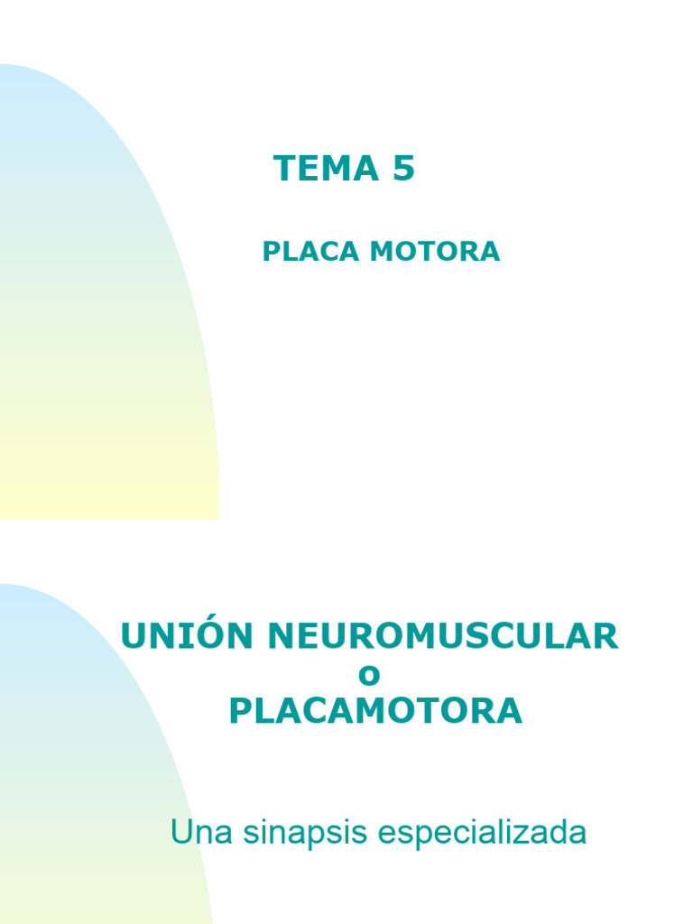 Tema 5 Placa Motora | PDF | Unión neuromuscular | Sinapsis