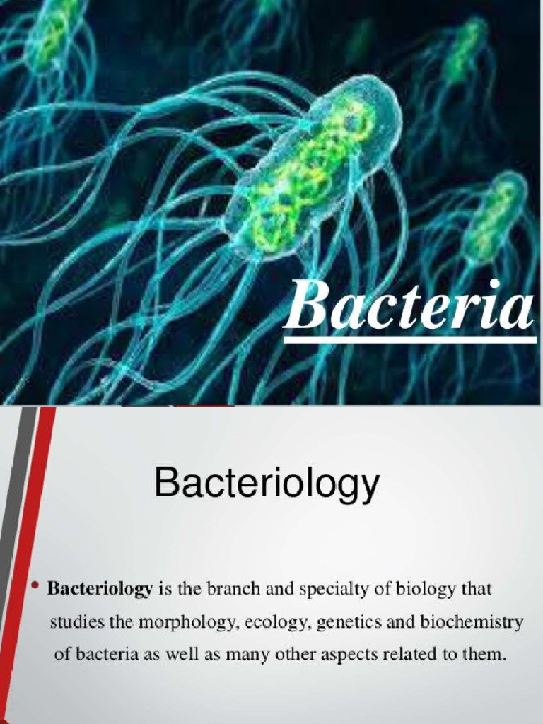Bacteria | PDF | Bacteria | Decomposition