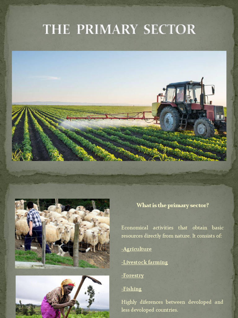 Overview of Spain's Primary Sector | PDF