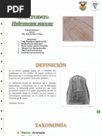 Otobius Megnini. Parasitologia. | PDF