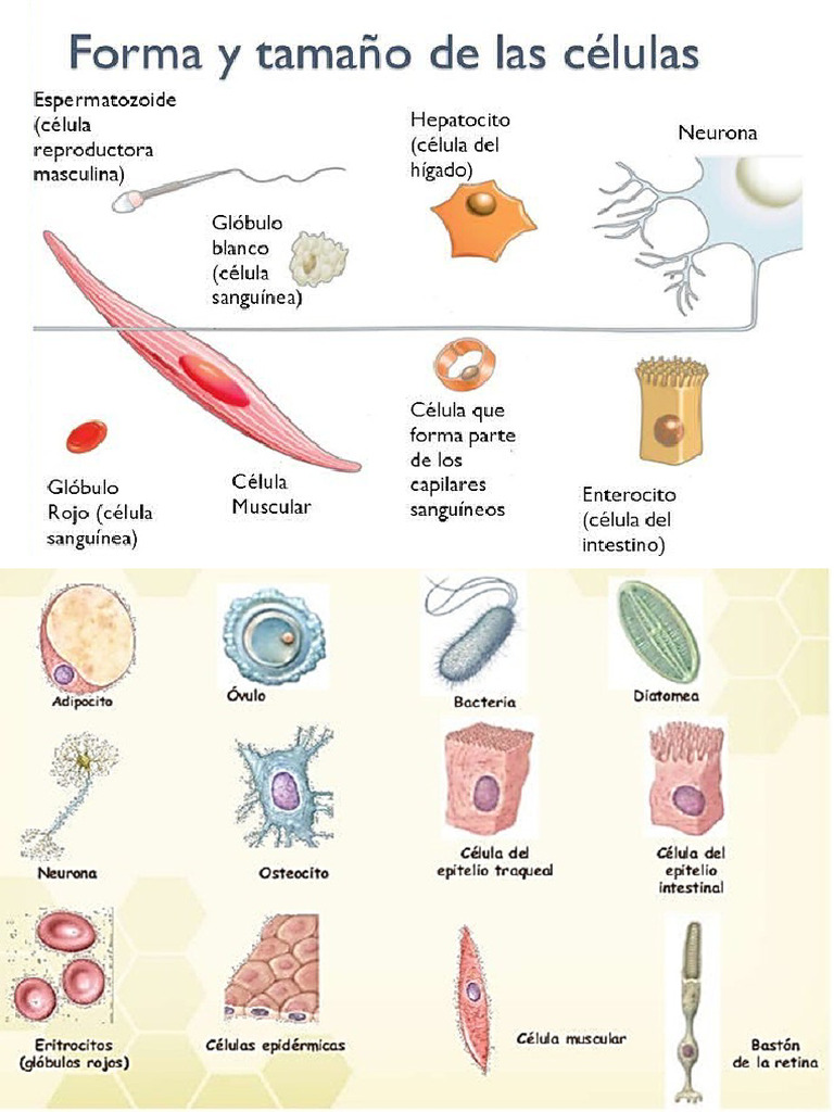 Forma y Tamaño de Las Celulas | PDF