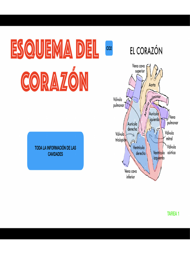 ESQUEMA DEL CORAZÓN | PDF