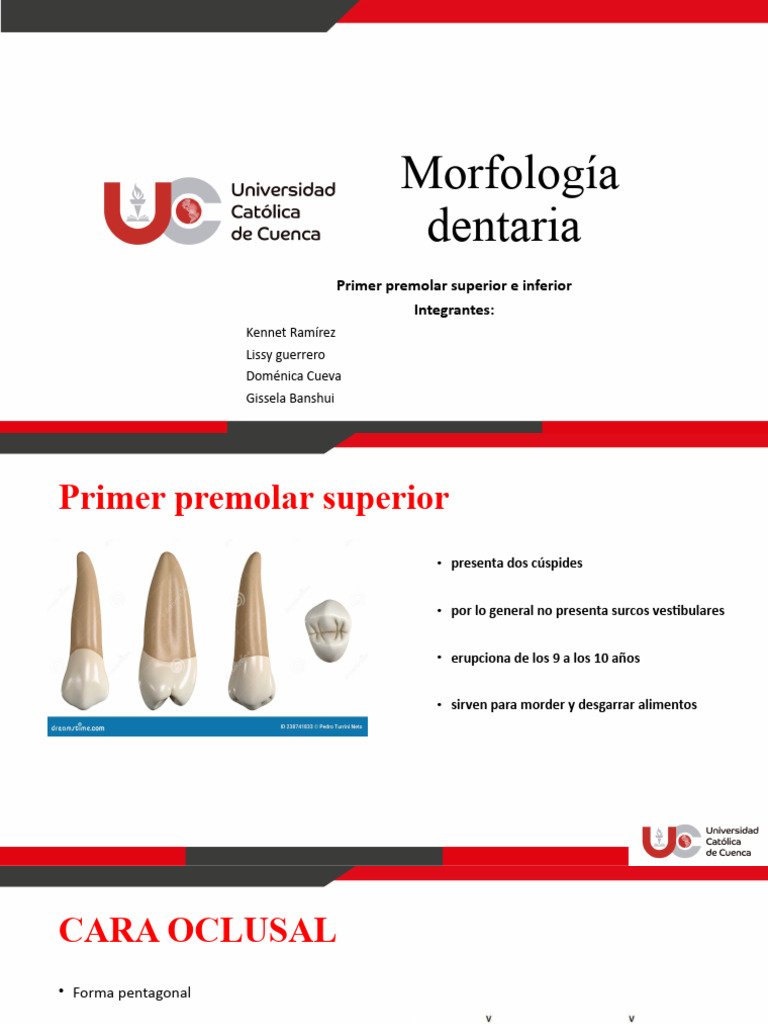 Primer Premolar Superior e Inferior | PDF | Anatomia dental | Diente