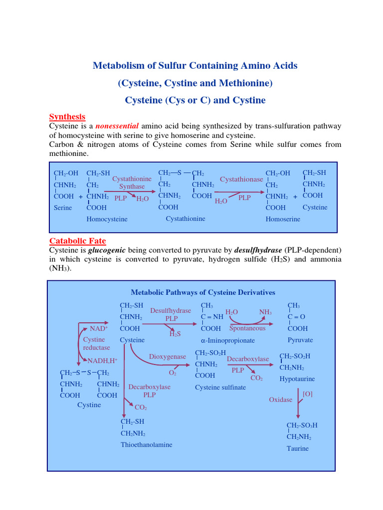 Sulfur Aa NUB | PDF | Cysteine | Methionine