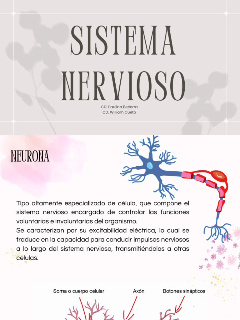 Sistema Nervioso | PDF | Cerebro | Sistema nervioso