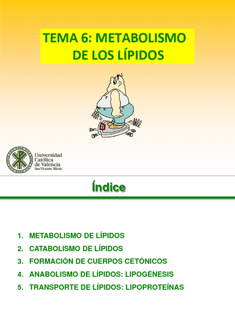 TEMA 6. Metabolismo Lã Pidos-1 | PDF | Lípido | Lipoproteína
