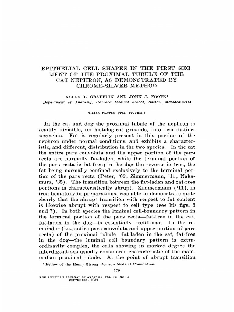 Epithelial Cell Shapes in Cat Nephron | PDF | Kidney | Animal Anatomy