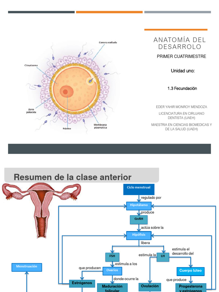 Expo Maã Ana Anatomia Desarrollo-2 | PDF | Embrión | Placenta