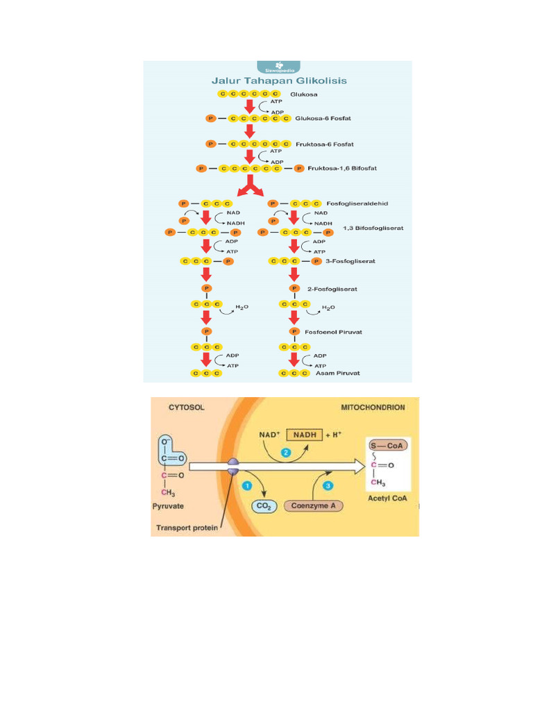 GLIKOLISIS | PDF