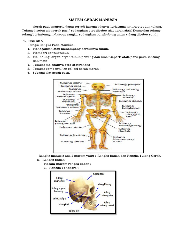 Sistem Gerak Manusia dan Fungsinya | PDF