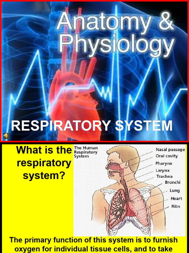 172 Anatomy Resp System | PDF | Lung | Human Nose