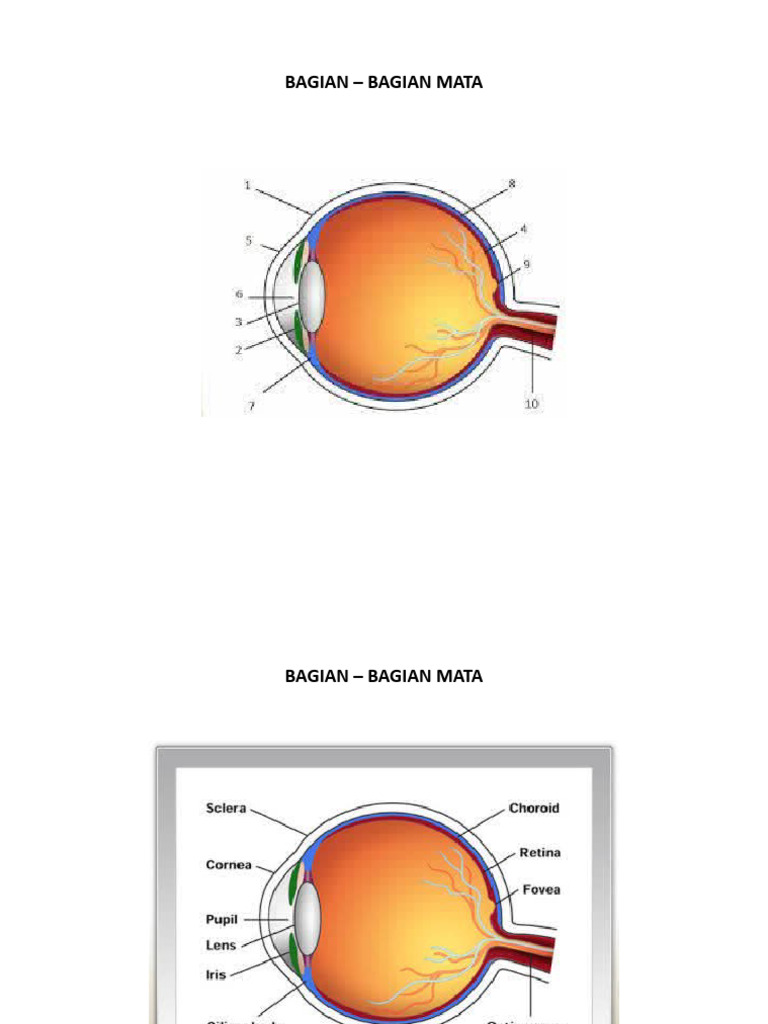 Ipas - Bagian-Bagian Mata | PDF