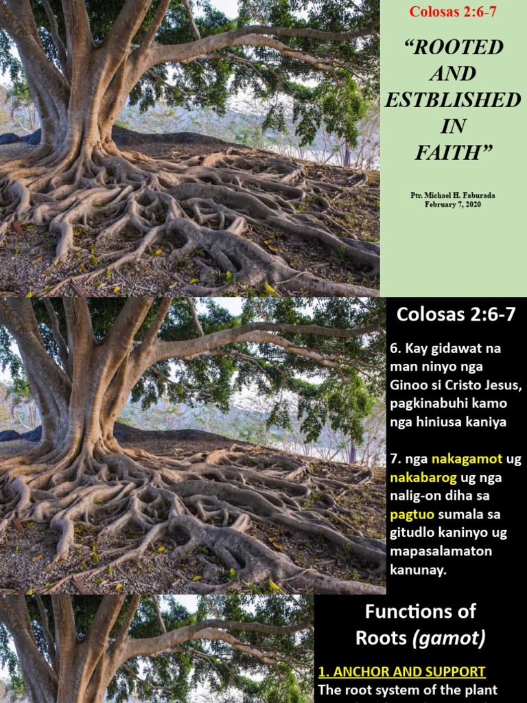 Rooted and Established in Faith - Sermon | PDF