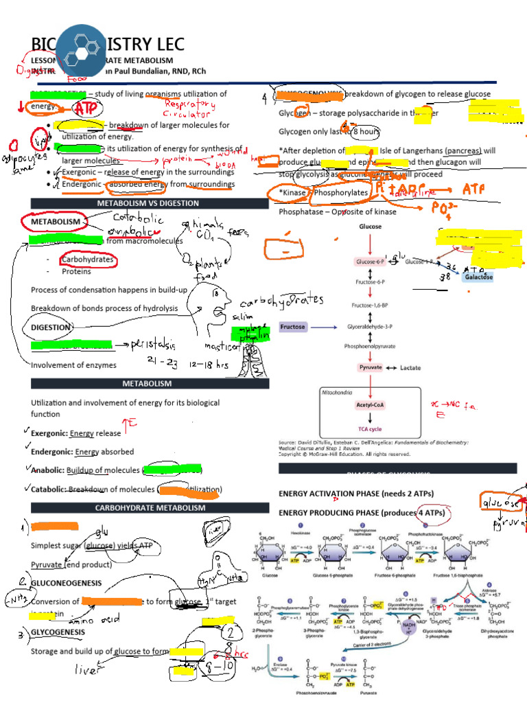 BiochemLecturecarbohydrate Metab | PDF | Glycolysis | Metabolism