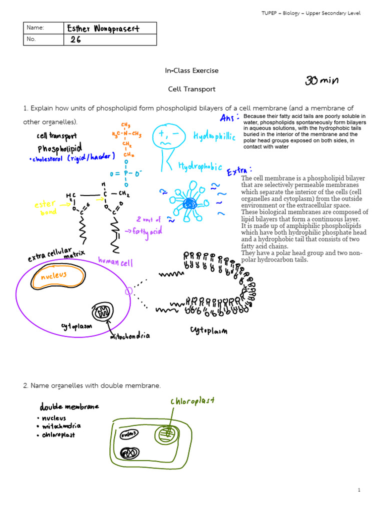 Cell Transport | PDF | Lipid Bilayer | Cell Membrane