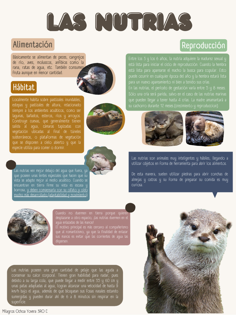 Nutrias: Hábitos, Alimentación y Reproducción | PDF | Nutria | Agua
