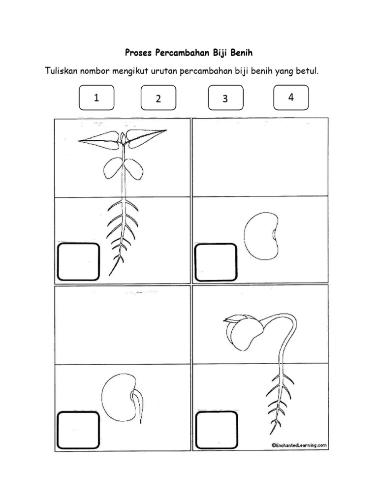 Proses Percambahan Biji Benih | PDF