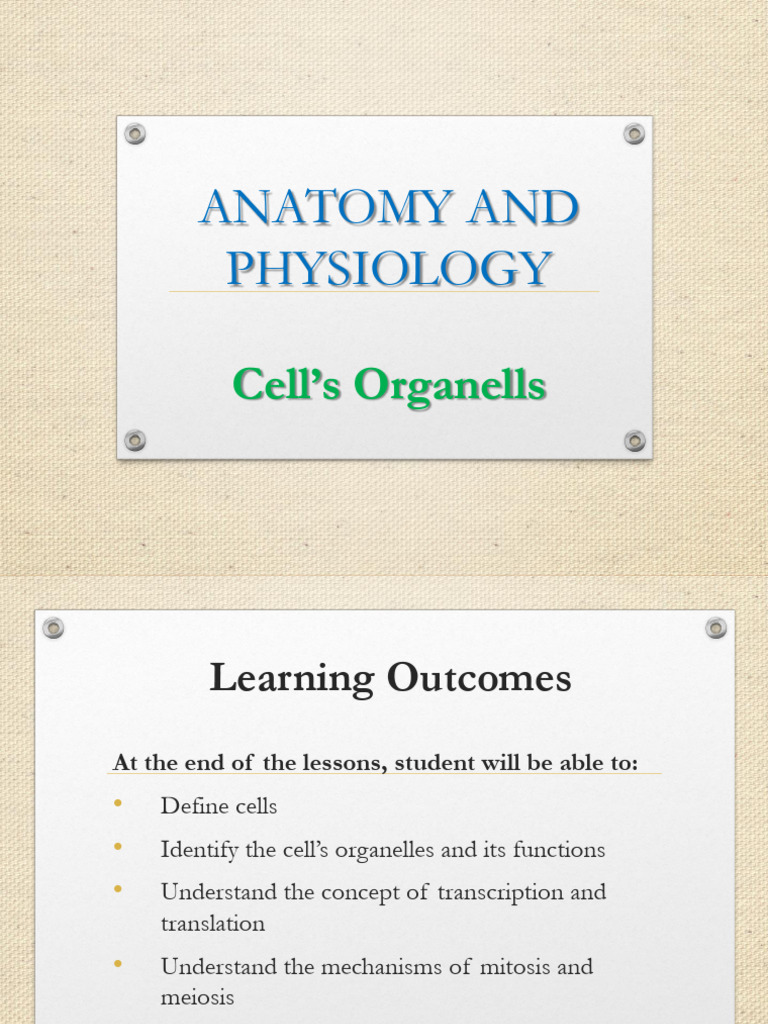 Cell Organelles Pdf Cell Membrane Endoplasmic Reticulum