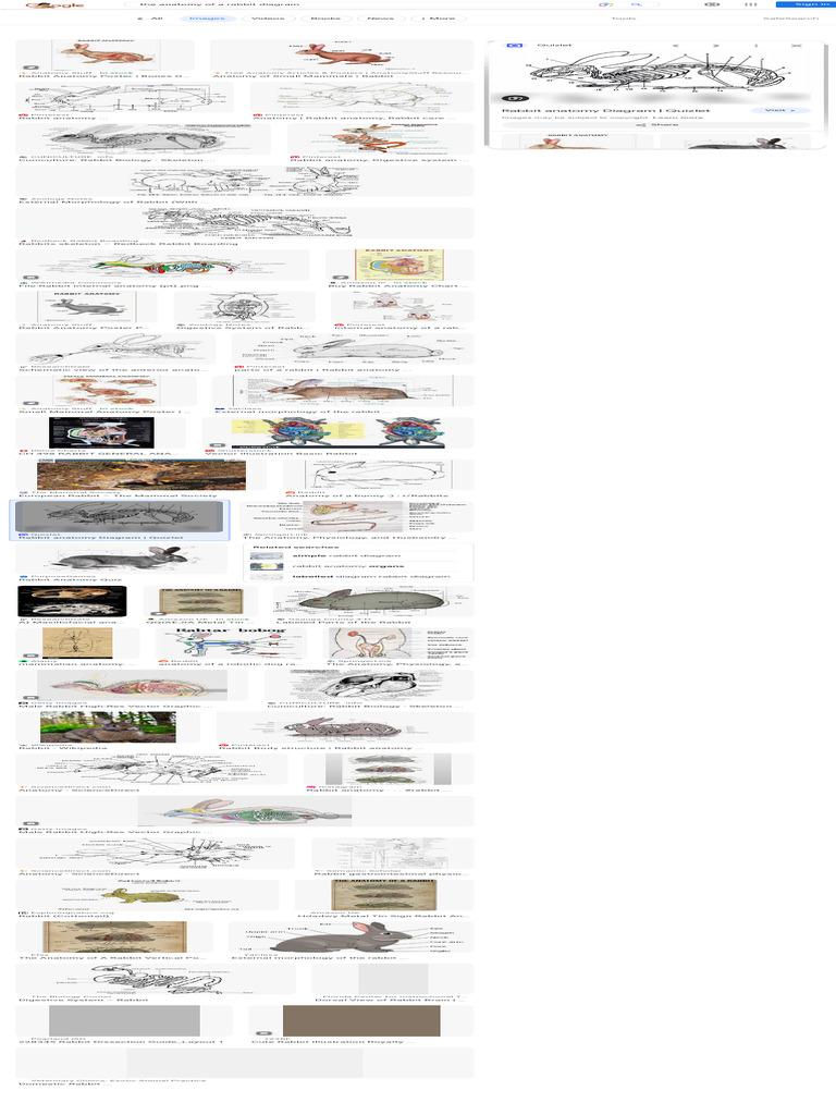 The Anatomy of A Rabbit Diagram - Google Search | PDF | Anatomy | Rabbit